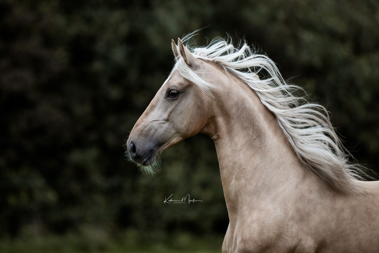 Startseite - Kathrin Werth Photography Pferdefotografie Hundefotografie